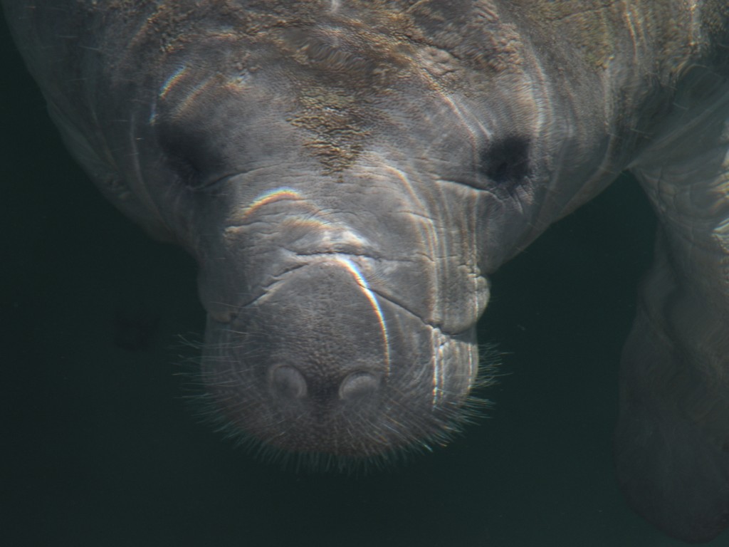 Creatures from the Black Lagoon* - Patricia S. BownePatricia S. Bowne