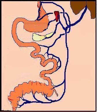 Blood Vessels to Know
