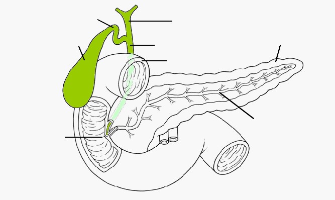 GI Tract Anatomy to Know